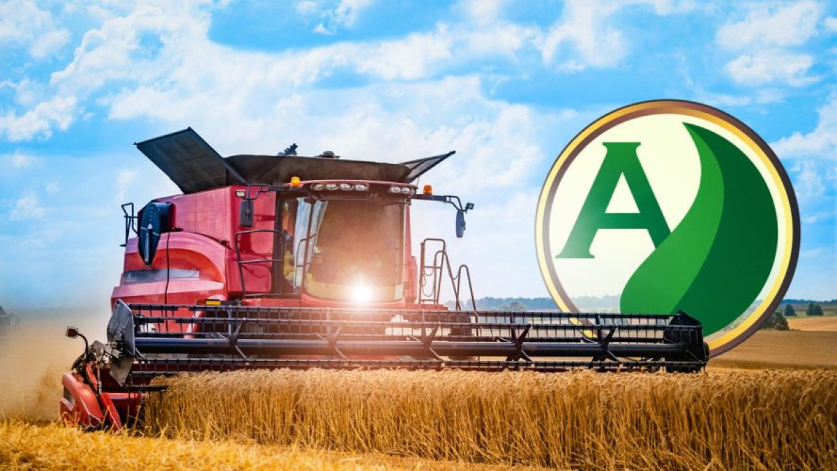 5 dicas para ter sucesso na sua lavoura de trigo - Notícias - Adubasul ...