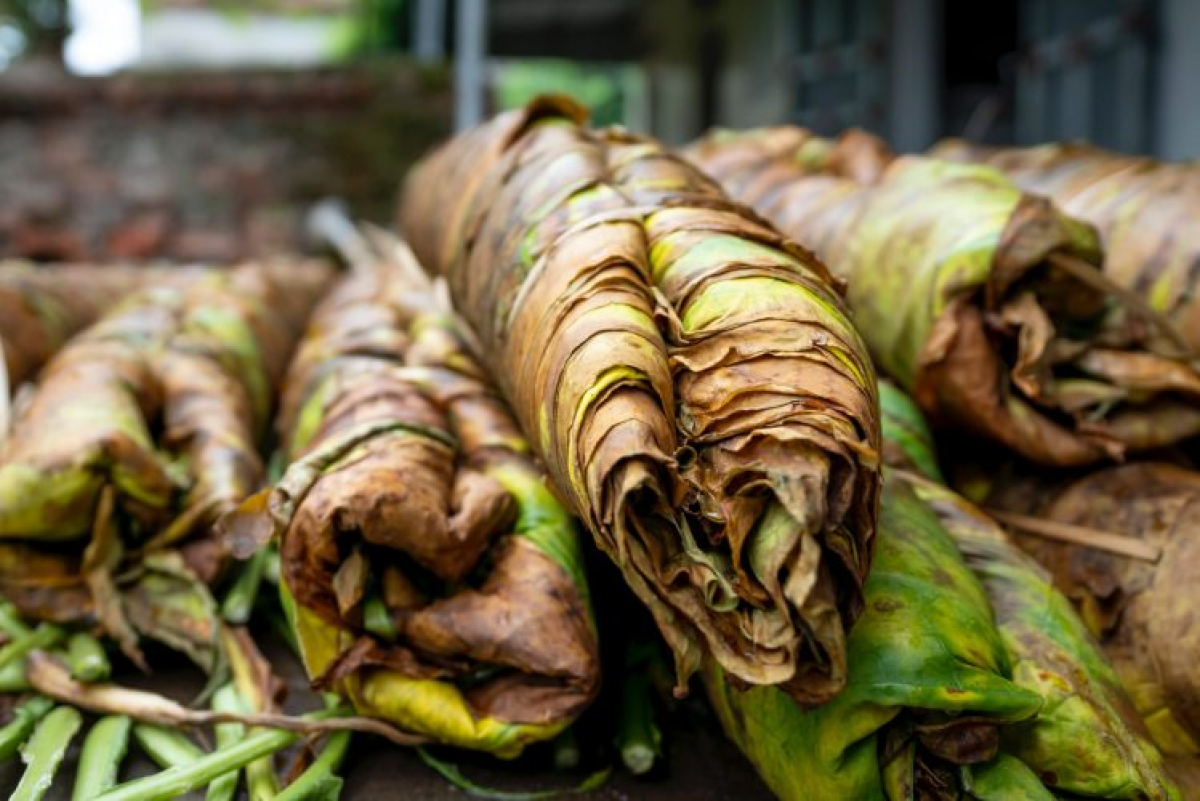Saiba mais sobre a cultura do tabaco: uma importante produção agrícola ...